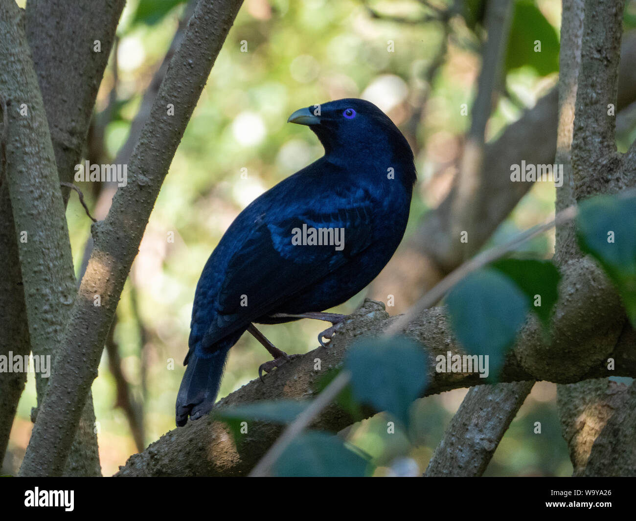 Beautiful male Satin Bowerbird with purple eyes, Ptilonorhynchus ...