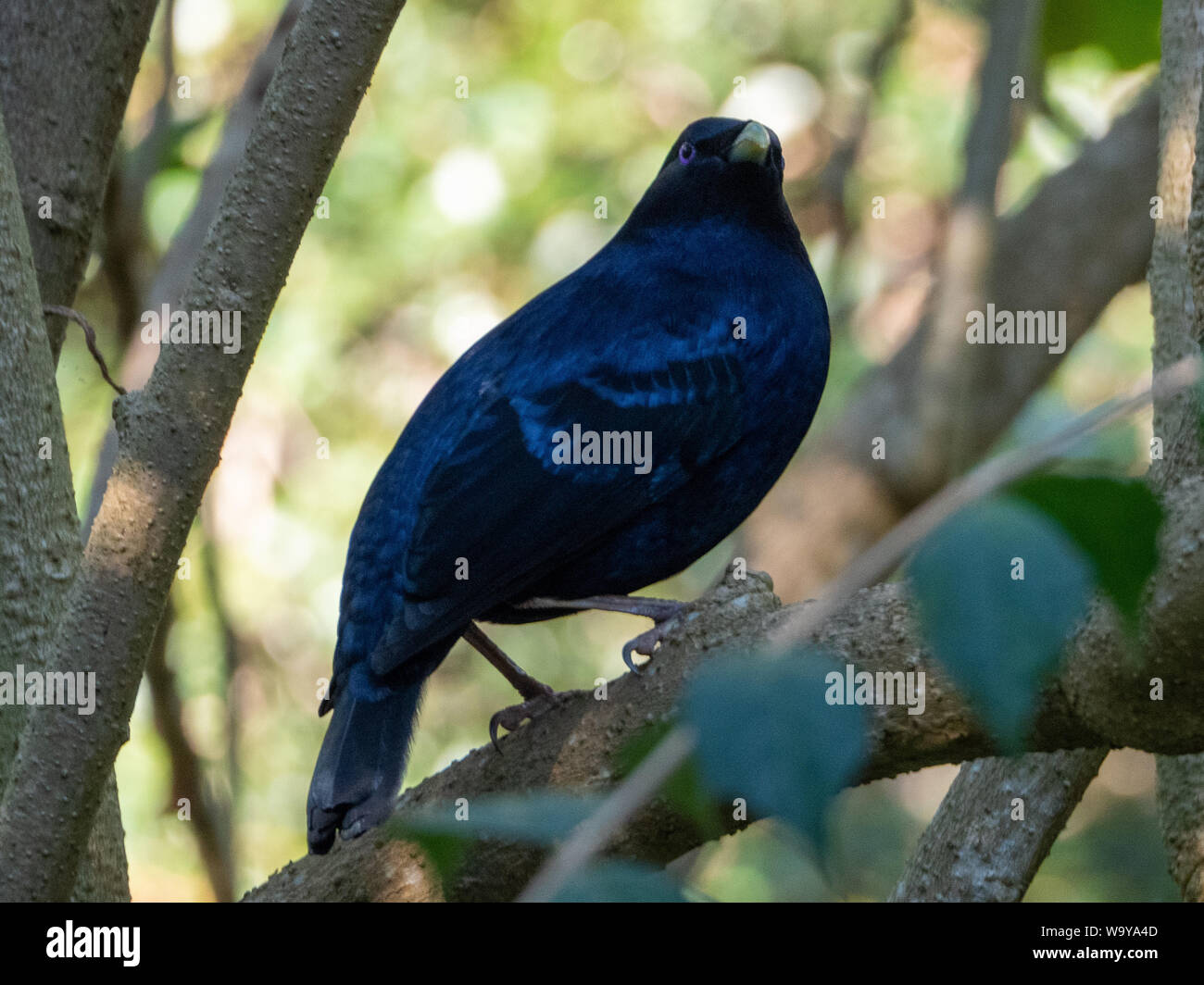 Satin Bowerbird Stock Photos & Satin Bowerbird Stock Images - Alamy