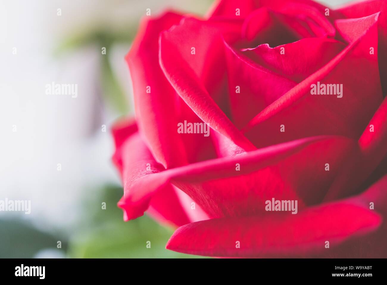 Closeup selective focus shot of a beautiful red rose indoors with a ...