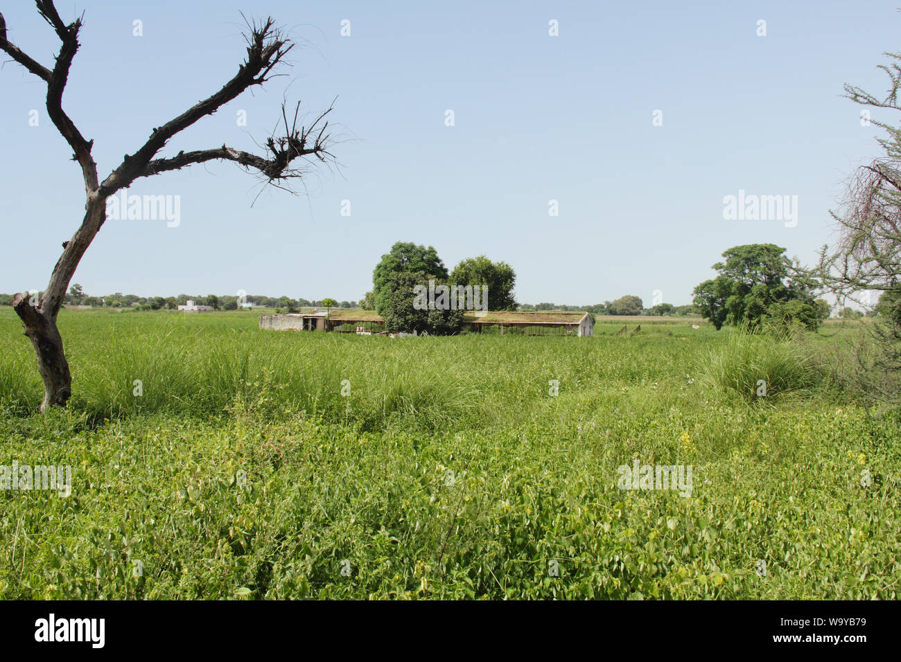 Poultry farm in a field Stock Photo - Alamy