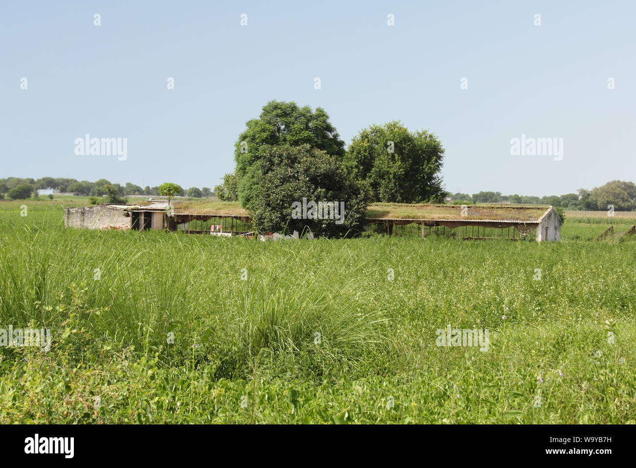 Poultry farm india hi-res stock photography and images - Alamy