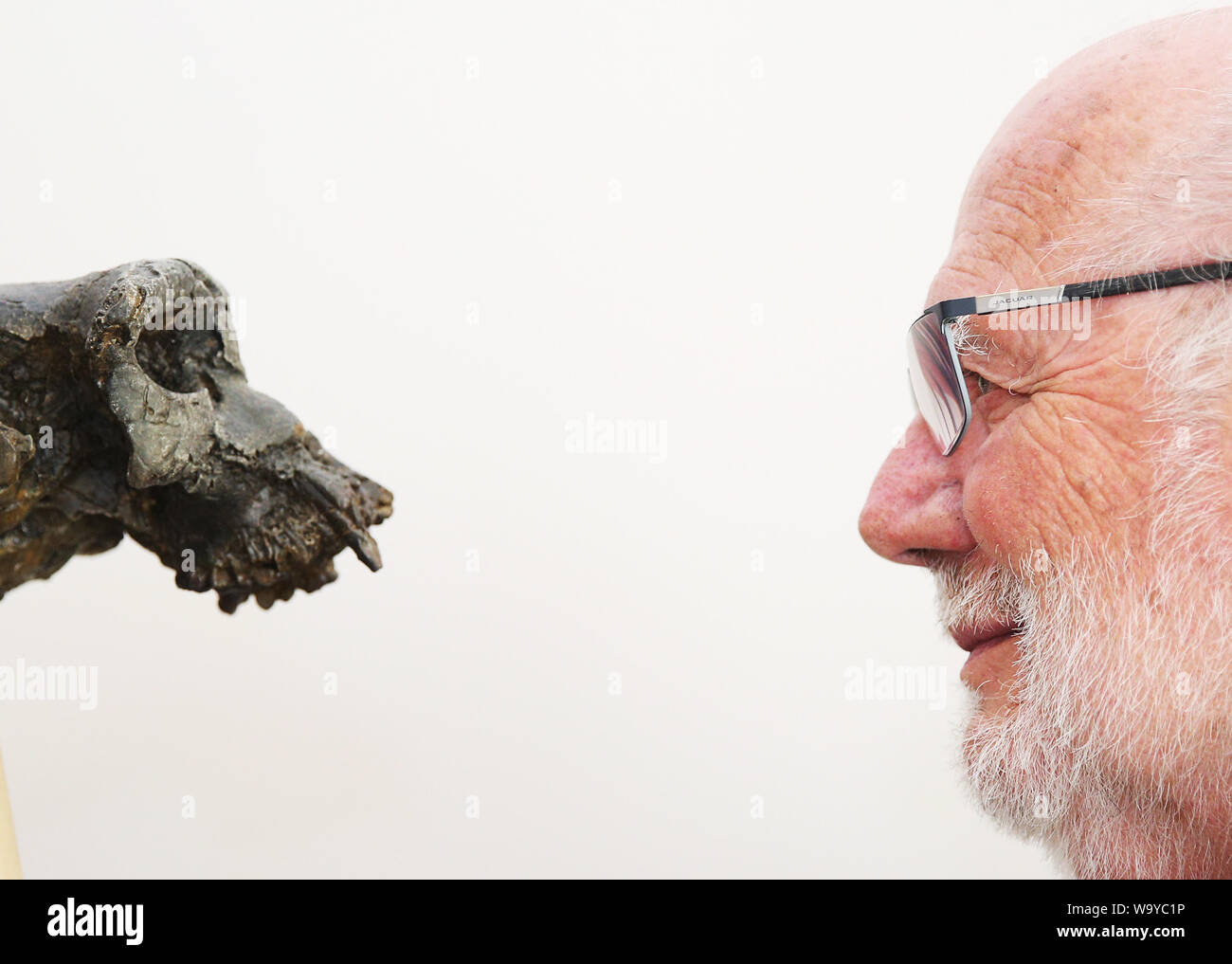 Toumai Fossil Hi Res Stock Photography And Images Alamy