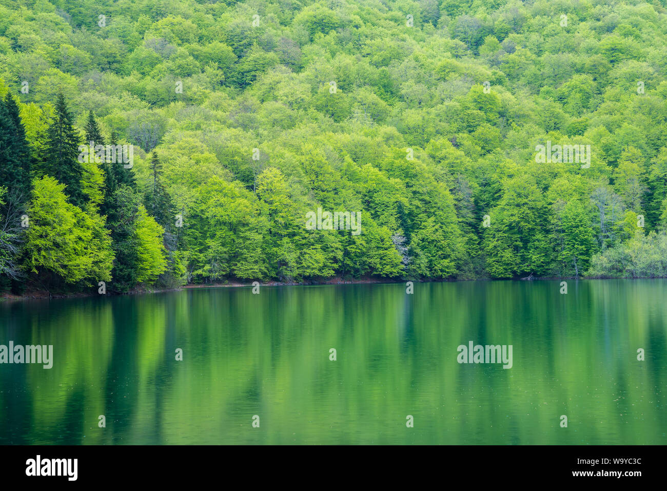 Montenegro, Lake biogradsko in green nature forest landscape of ...
