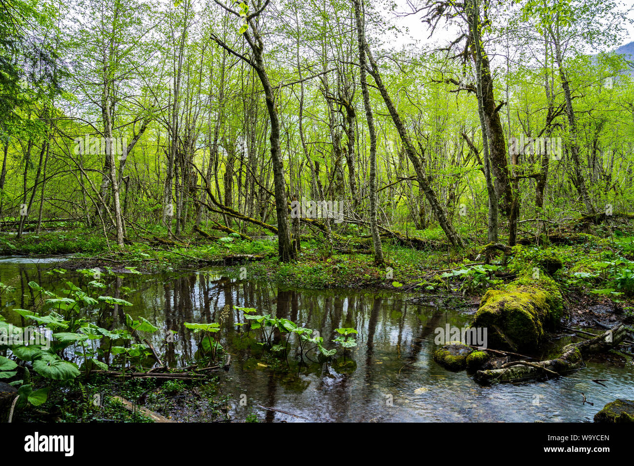 Examples Of Natural Ecosystems