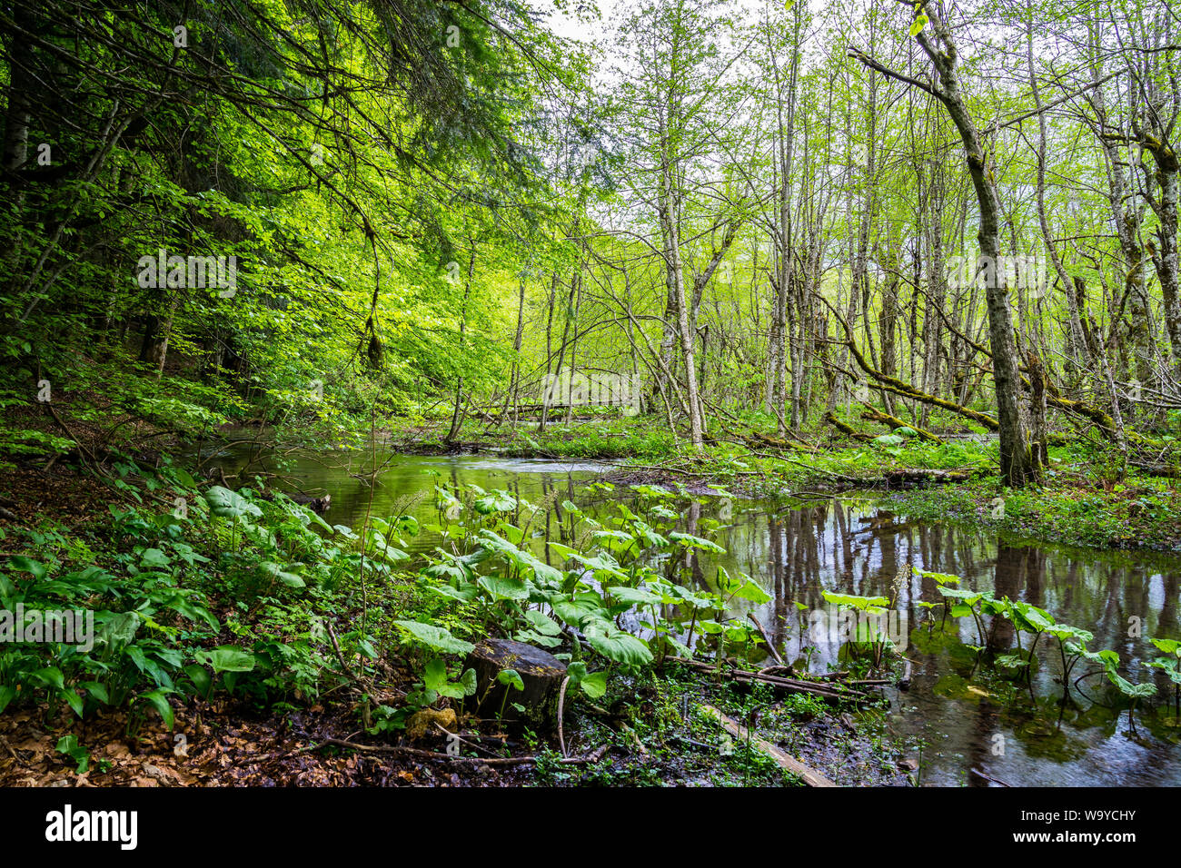 Montenegro, Green exotic plants and trees growing waters of protected ...