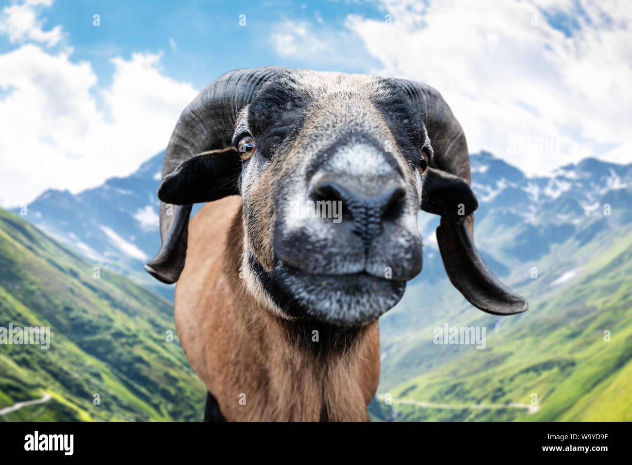 Sheep in mountains hi-res stock photography and images - Alamy