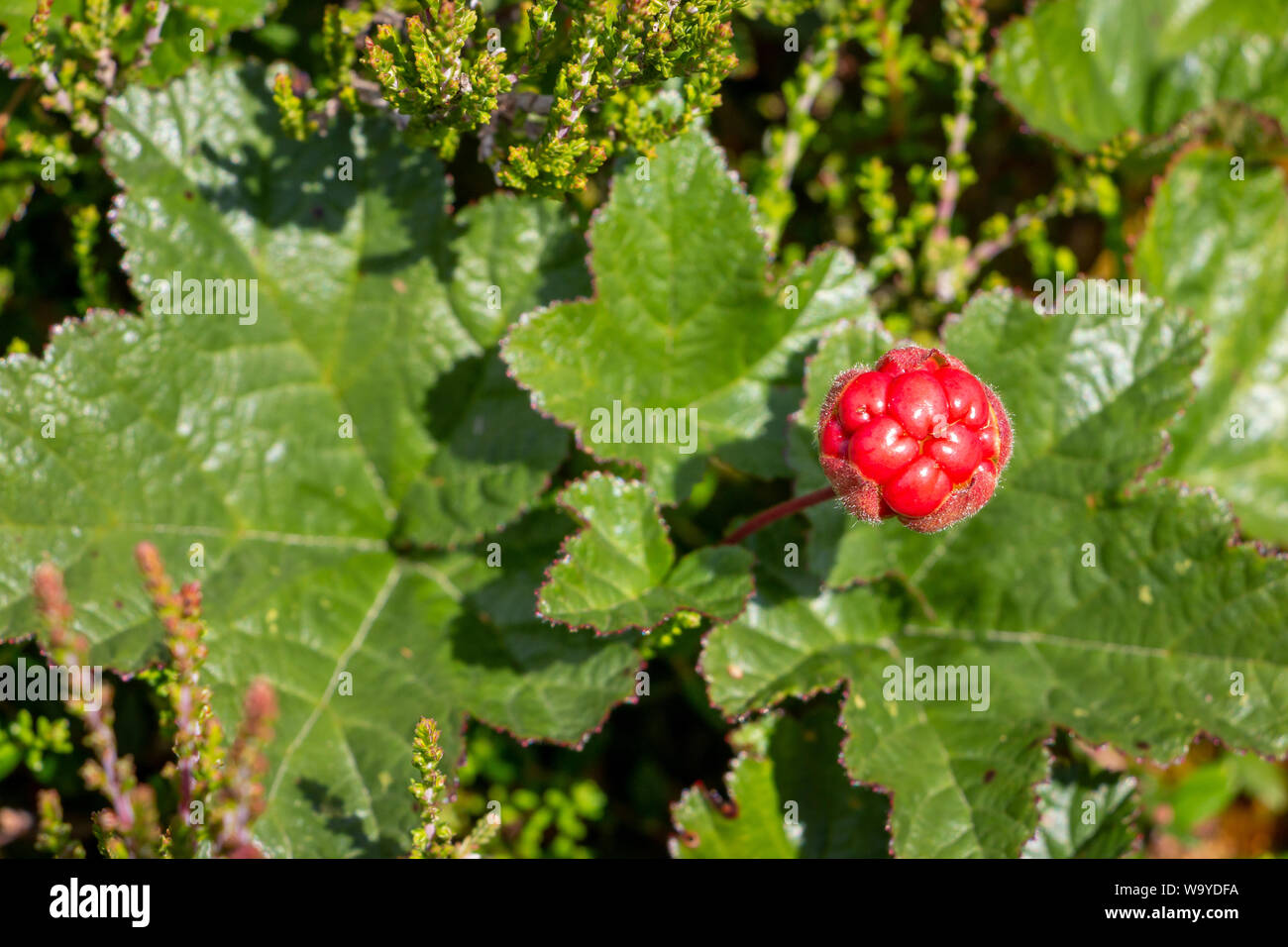 Cloudberry growing in a swamp area, picture taken in Sweden region ...