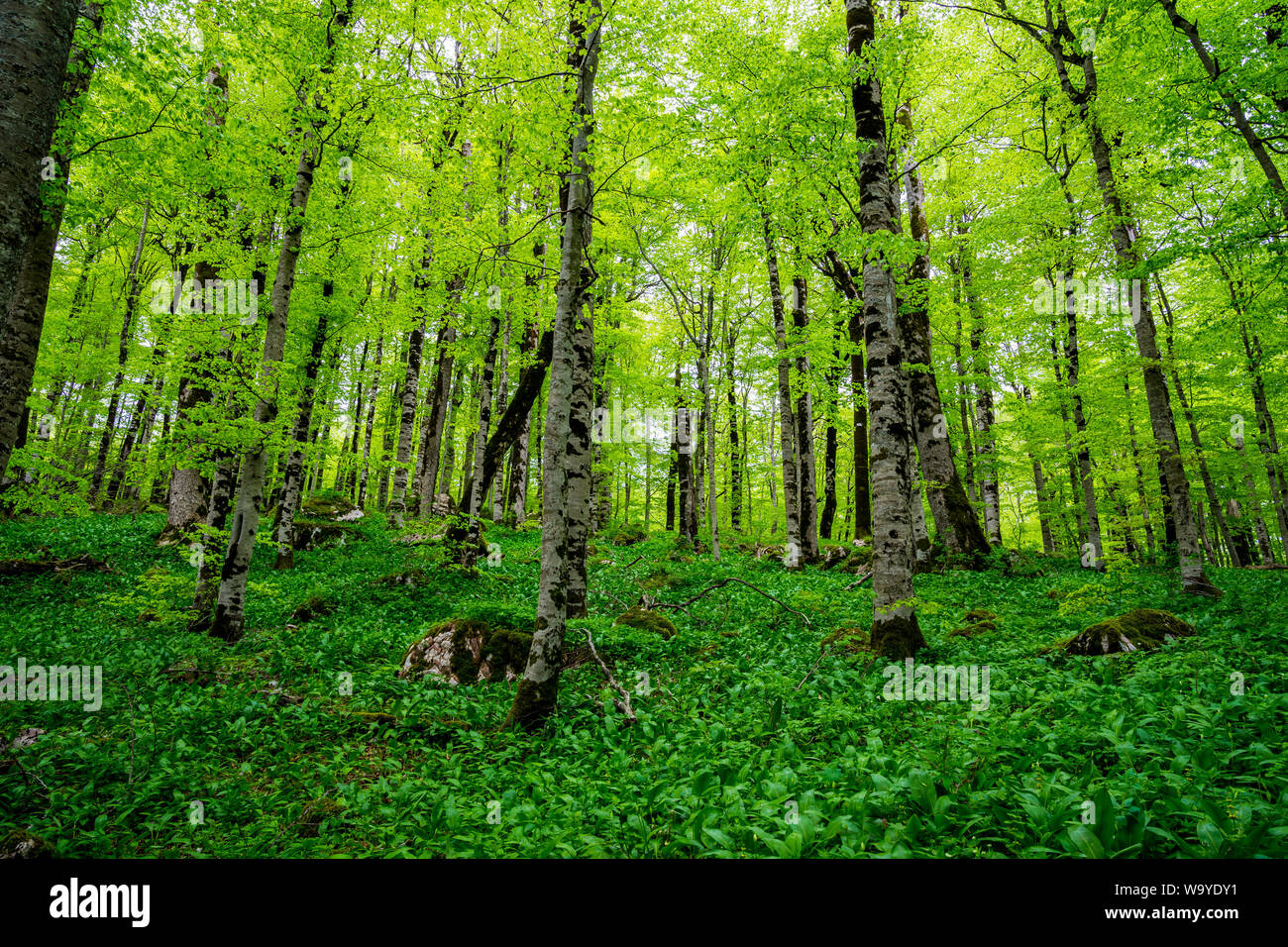 Untouched forest hi-res stock photography and images - Alamy
