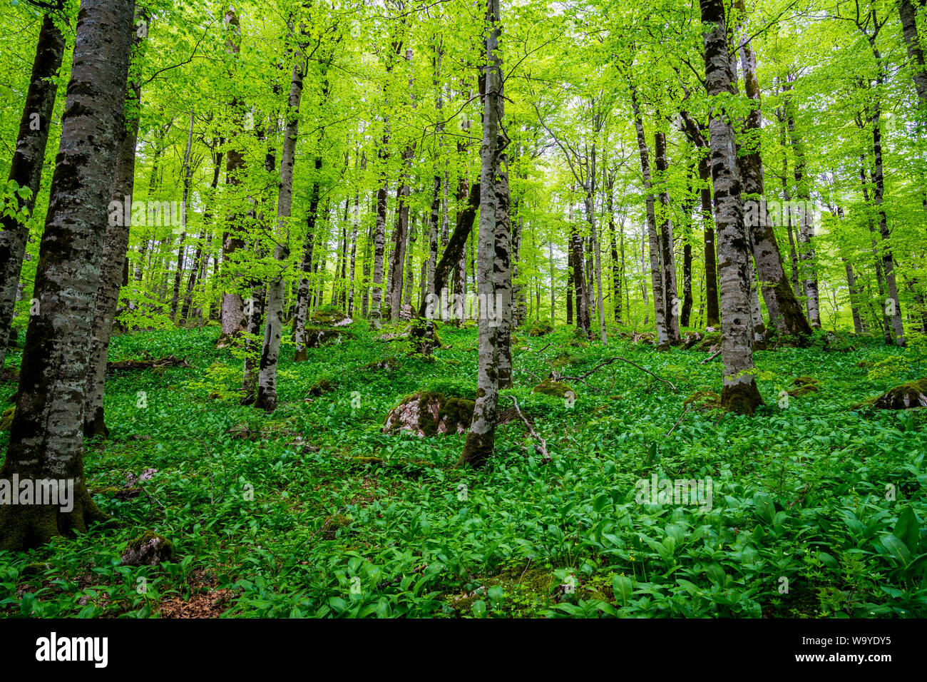 Untouched forest hi-res stock photography and images - Alamy