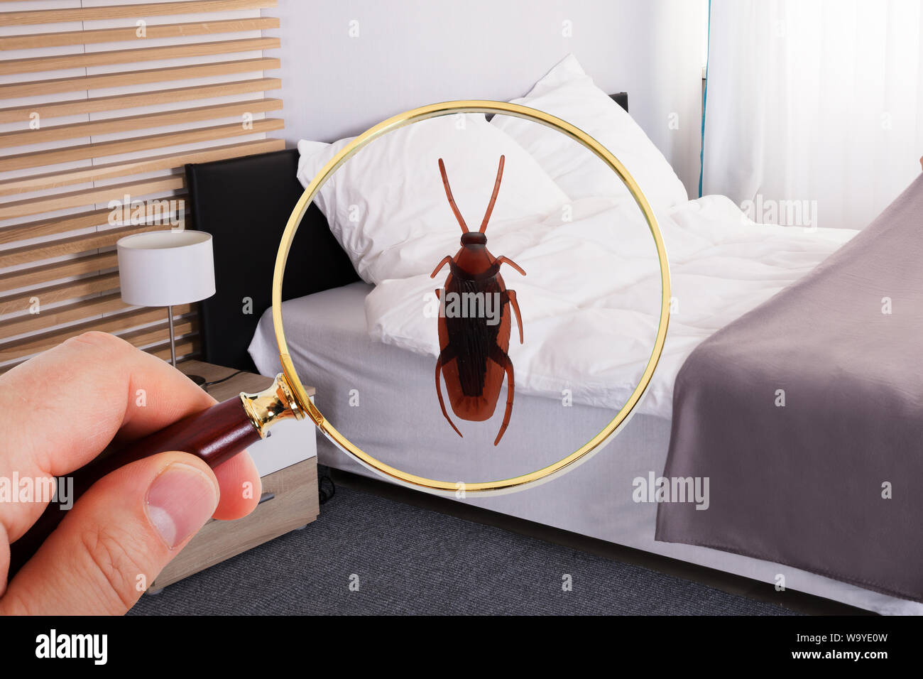 Close-up Of A Person Looking At Cockroach With Magnifying Glass On Bed ...