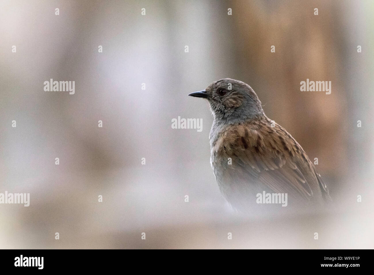 Close up of brown Juvenile robin in the forest Stock Photo - Alamy