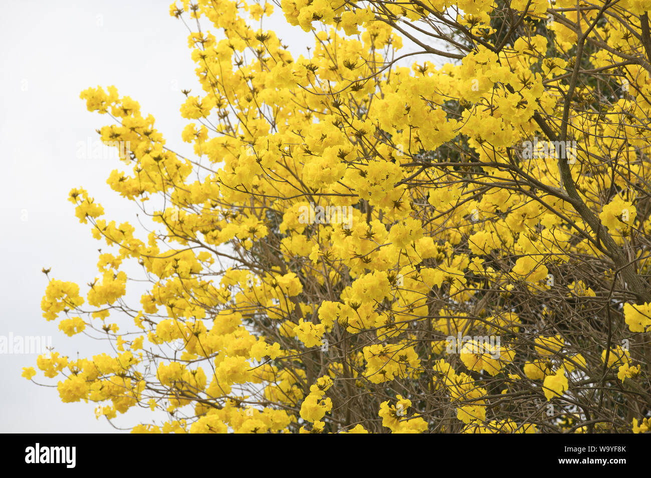 Huanghua wind suzuki Stock Photo - Alamy