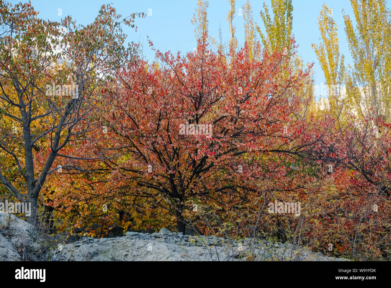 Colorful foliage trees in autumn season against clear blue sky. Local ...