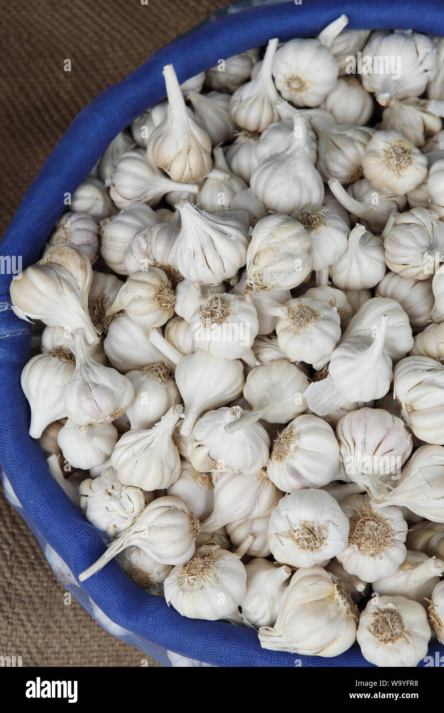 Garlic selling at a market stall Stock Photo - Alamy