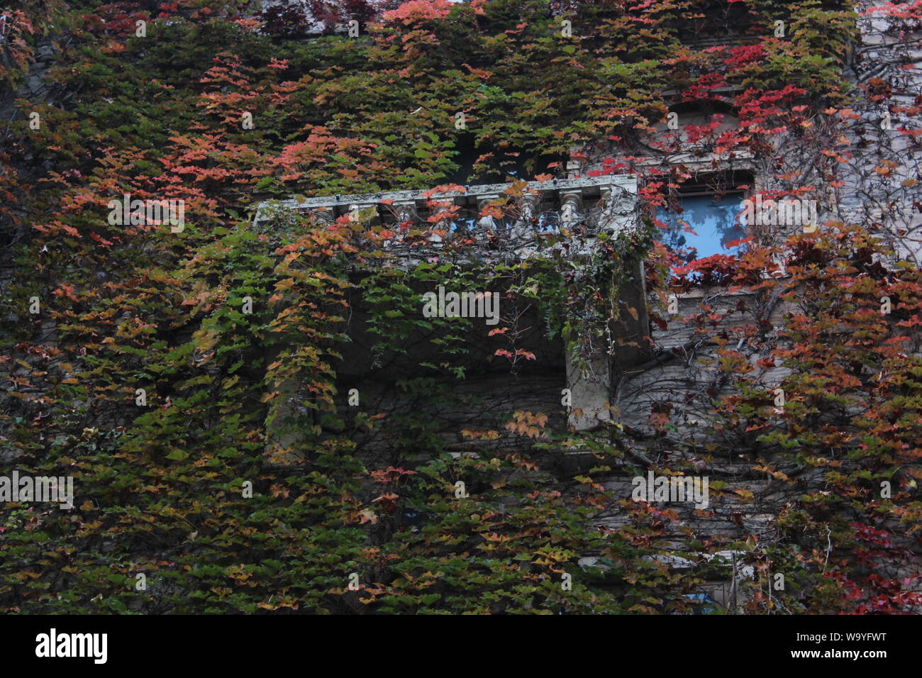 Overgrown balcony, near the Coliseum in Rome Stock Photo - Alamy