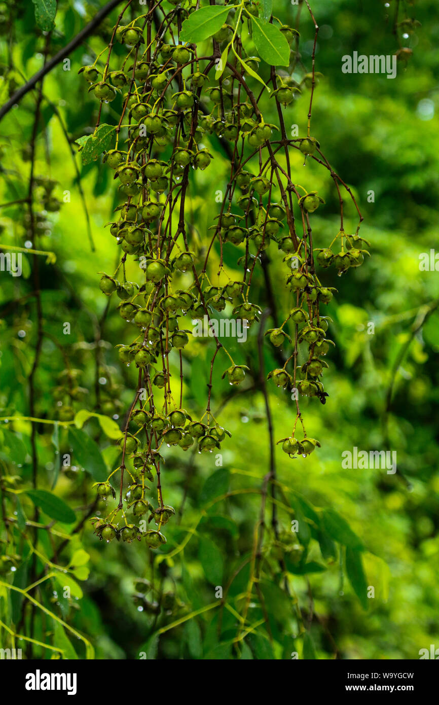 Keora tree sonneratia apetala hi-res stock photography and images - Alamy