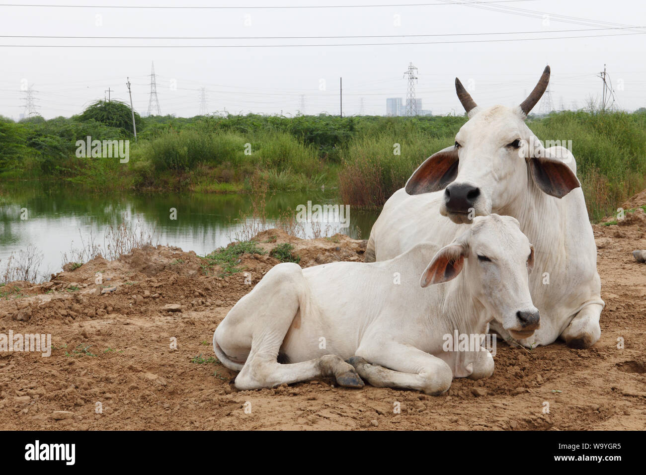 Cows sitting, India Stock Photo - Alamy