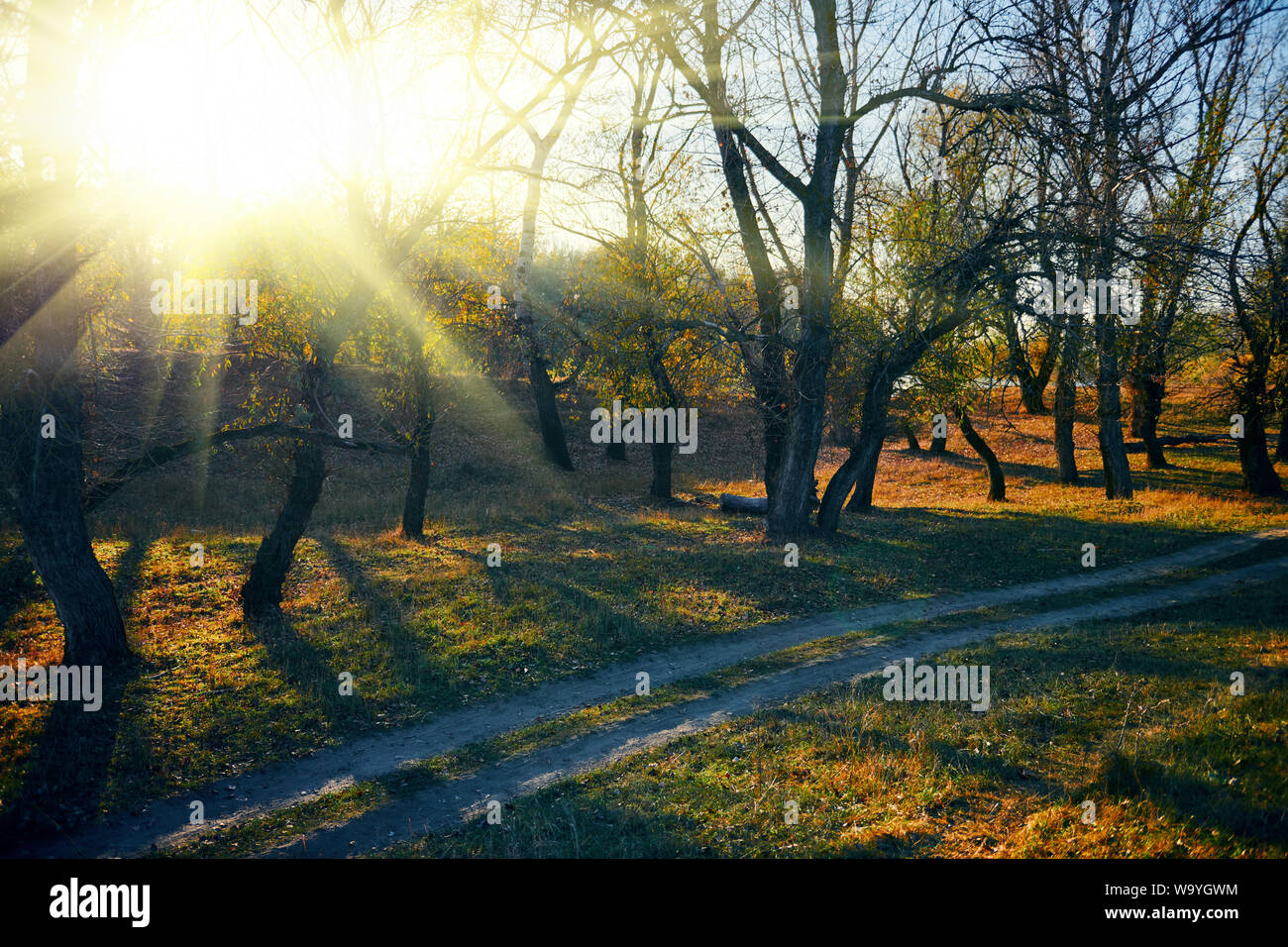 Autumn forest - beautiful wild landscape, bright sunlight and shadows ...