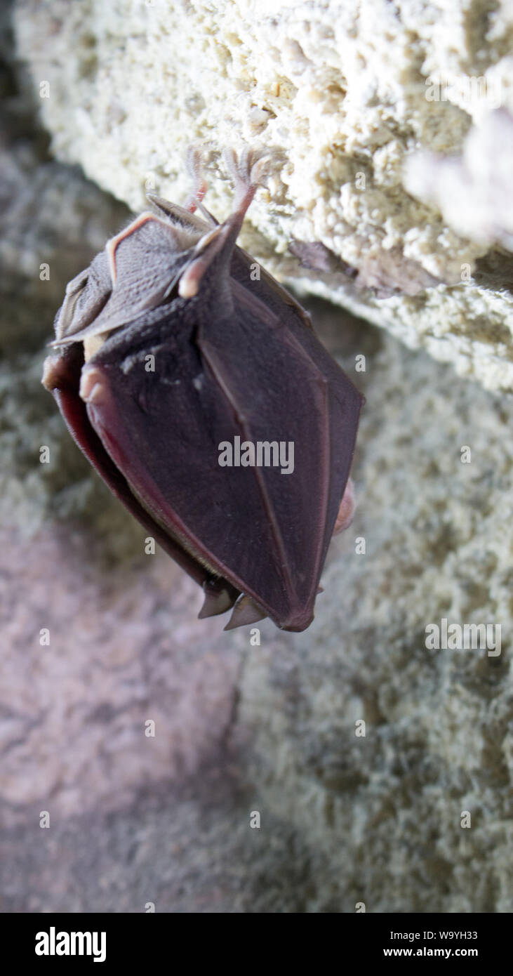 Bats sleep in dungeon upside down, wrapped in wings like black cloak ...