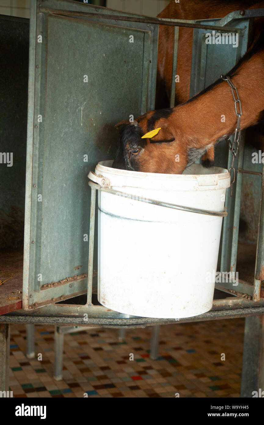 Goat by food bucket hi-res stock photography and images - Alamy