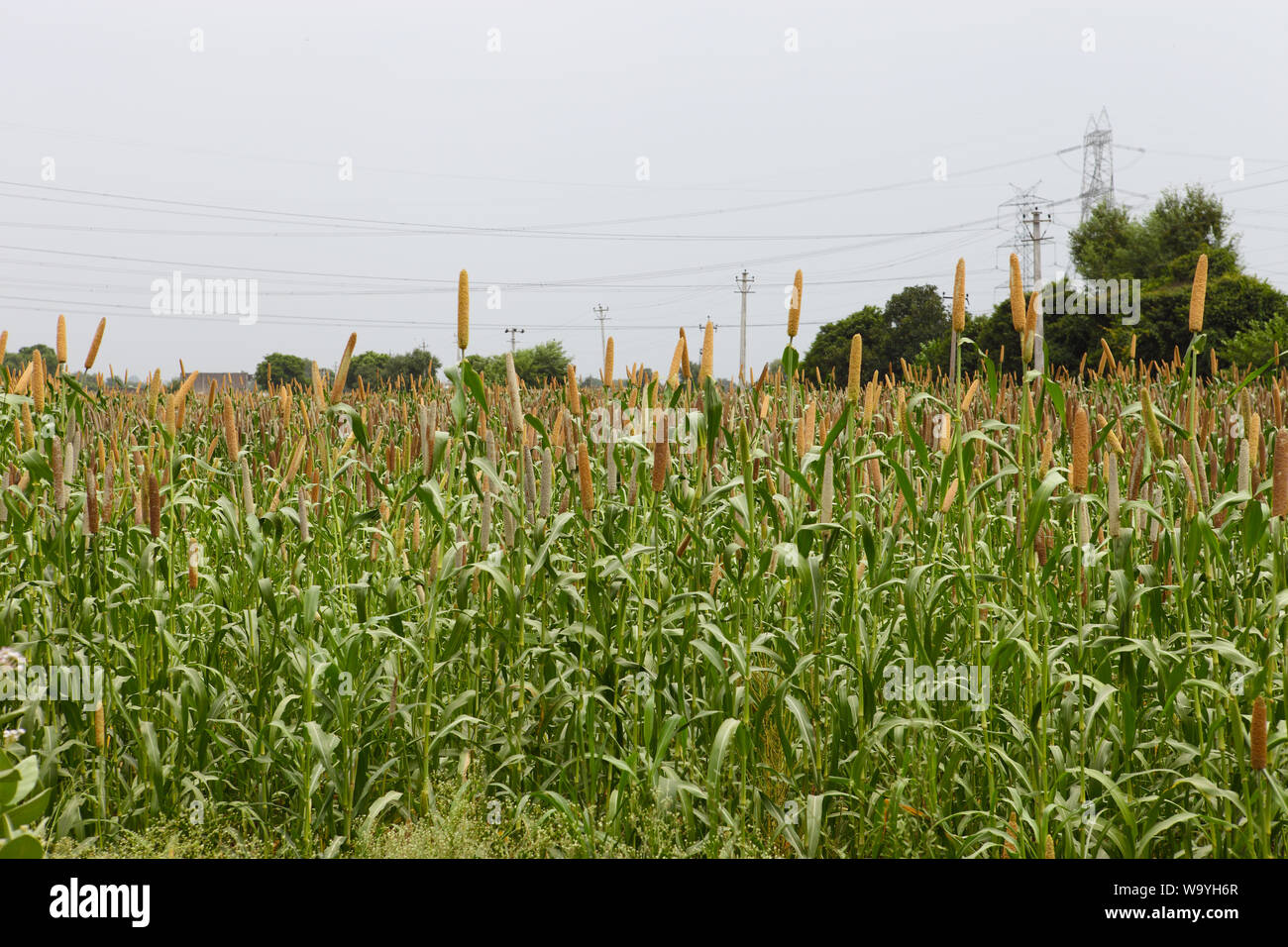 Bajra field hi-res stock photography and images - Alamy