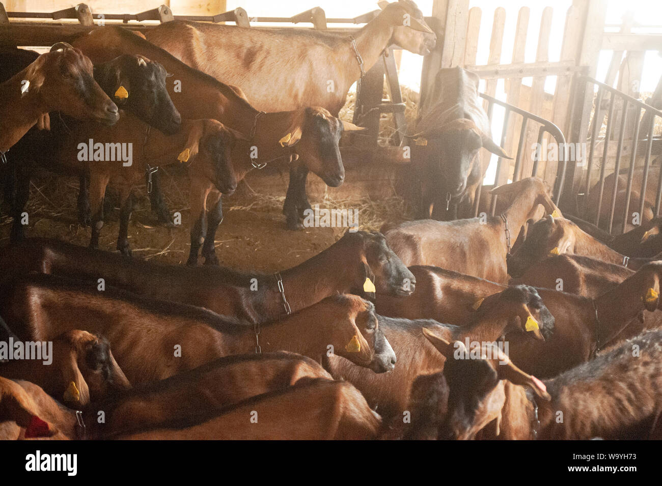 brown goats stacked in stable with a hard sunny backlight Stock Photo ...