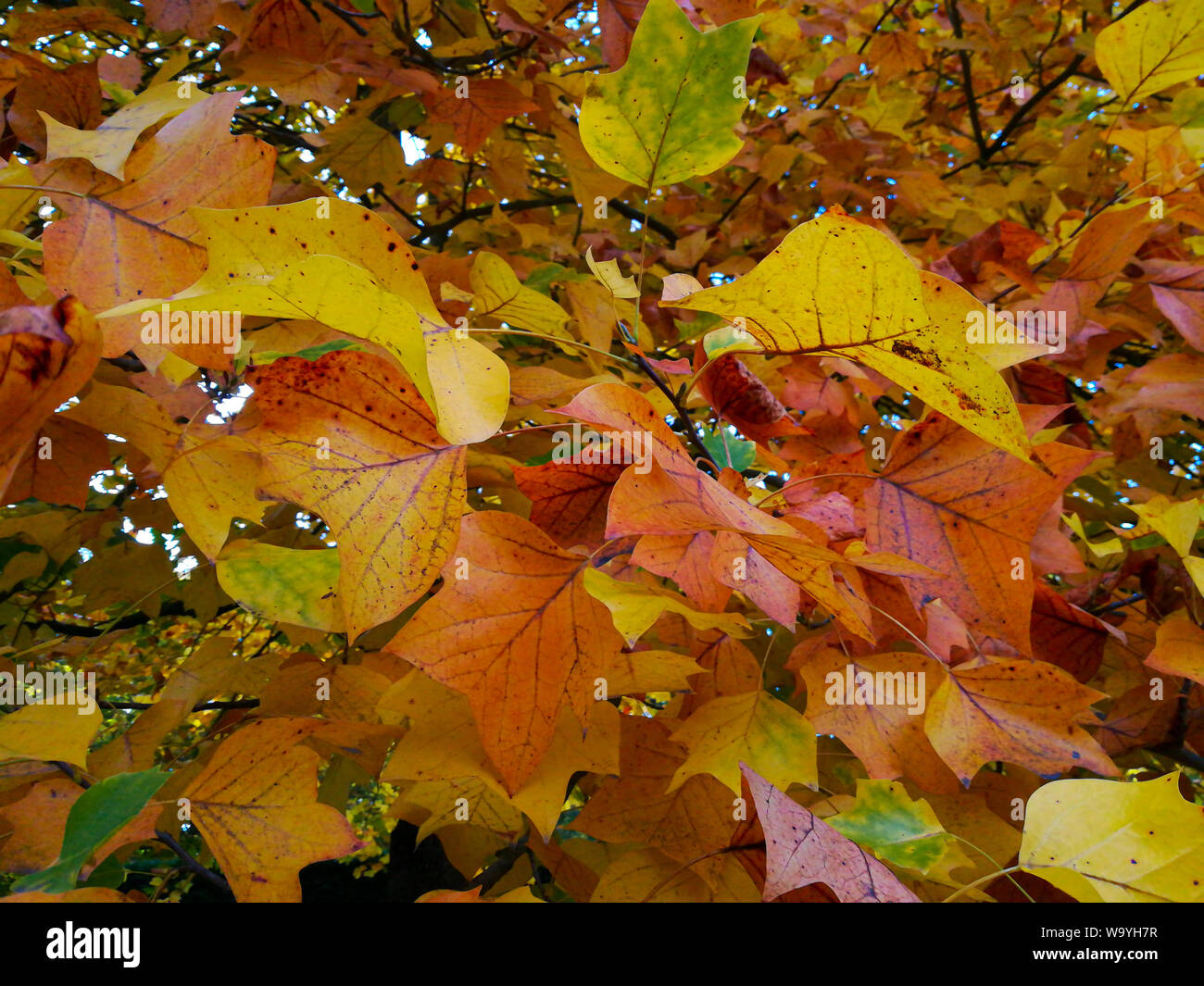Group of leaves hi-res stock photography and images - Alamy