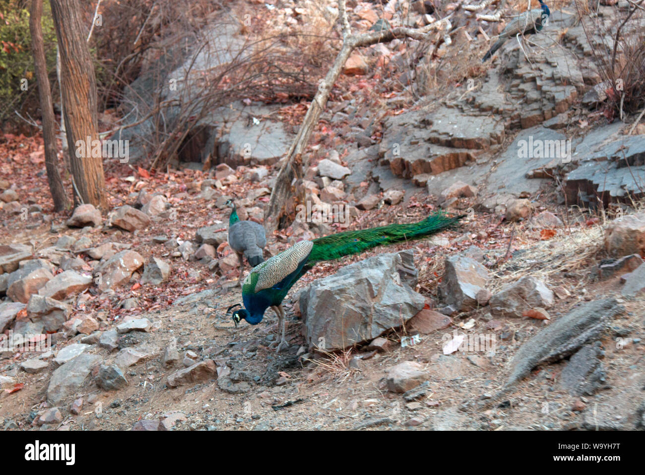 Royal Peacocks High Resolution Stock Photography and Images - Alamy