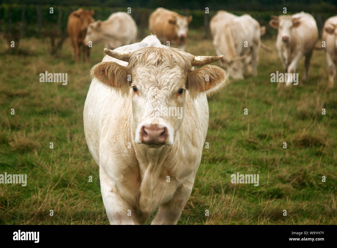 Bulls grown for slaughter for meat at grazing. European meat breeds of ...