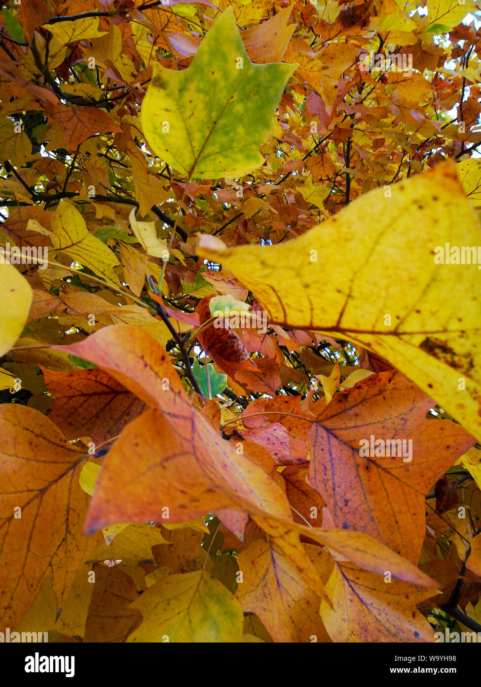 closeup of group of leaves in tree with autumn colours Stock Photo - Alamy