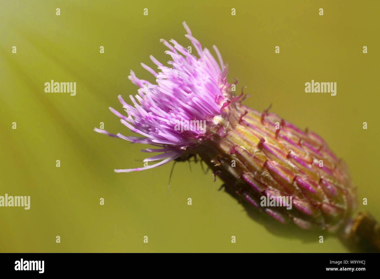 Persistent weed hi-res stock photography and images - Alamy