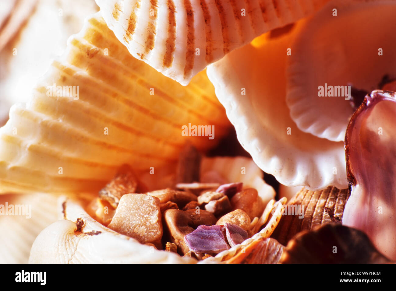 Inside the sea summer beach on the South sea. Pieces of shells and ...