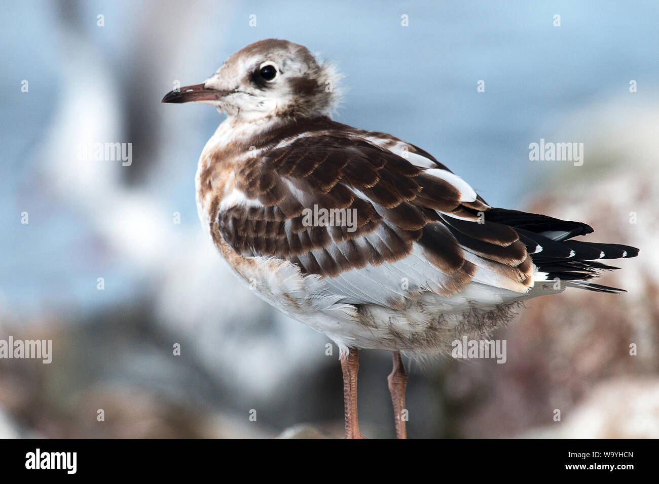 Black Headed Gull
