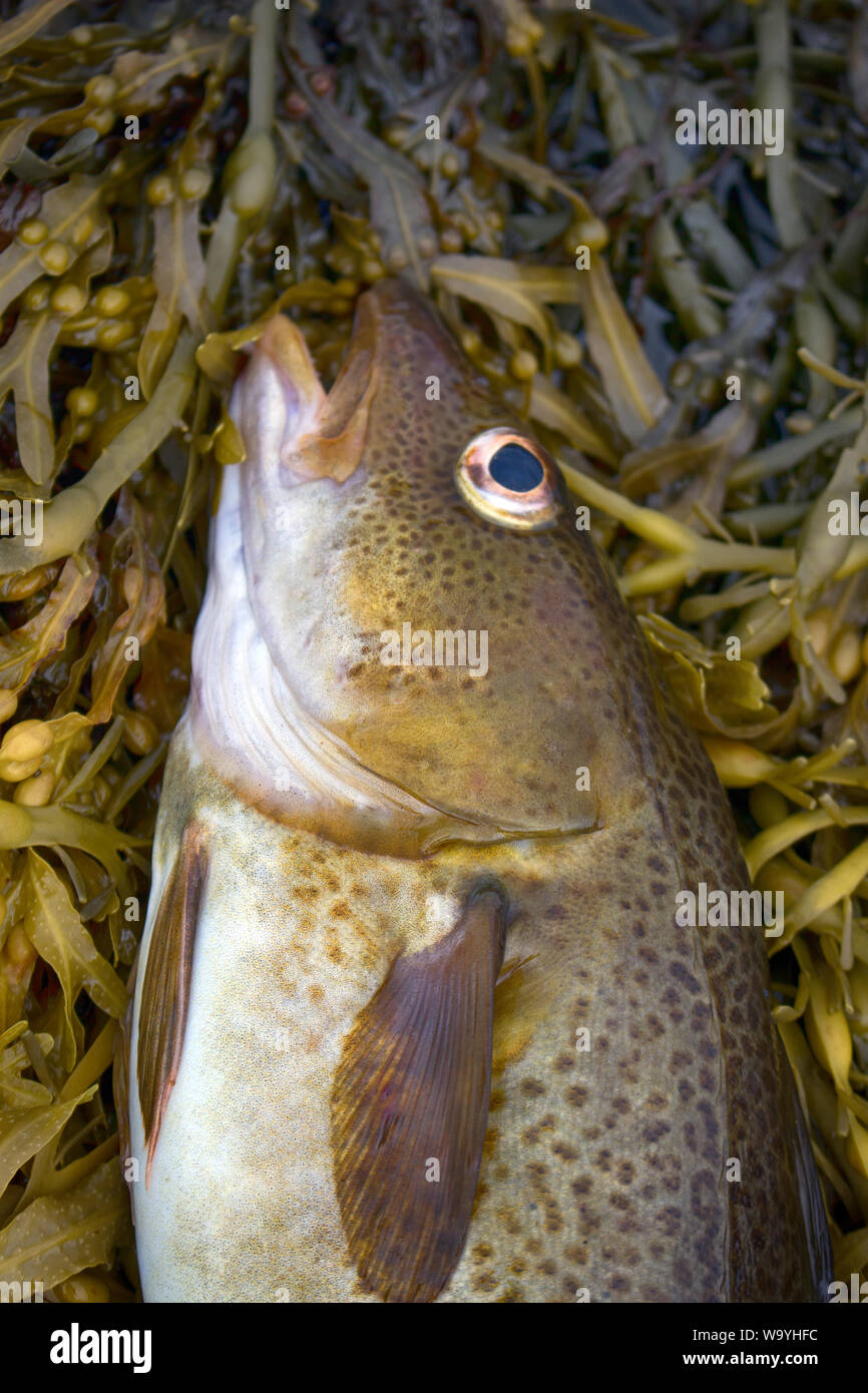 cod catch fish on seaweed. successful sea fishing in the polar sea ...
