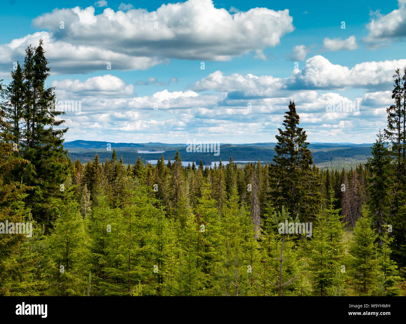Swedish landscape with pine trees, hills and a lake, picture taken in ...