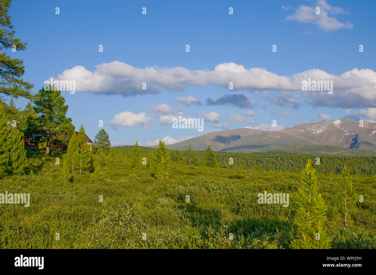 Landscape of taiga against the background of the high mountains of ...