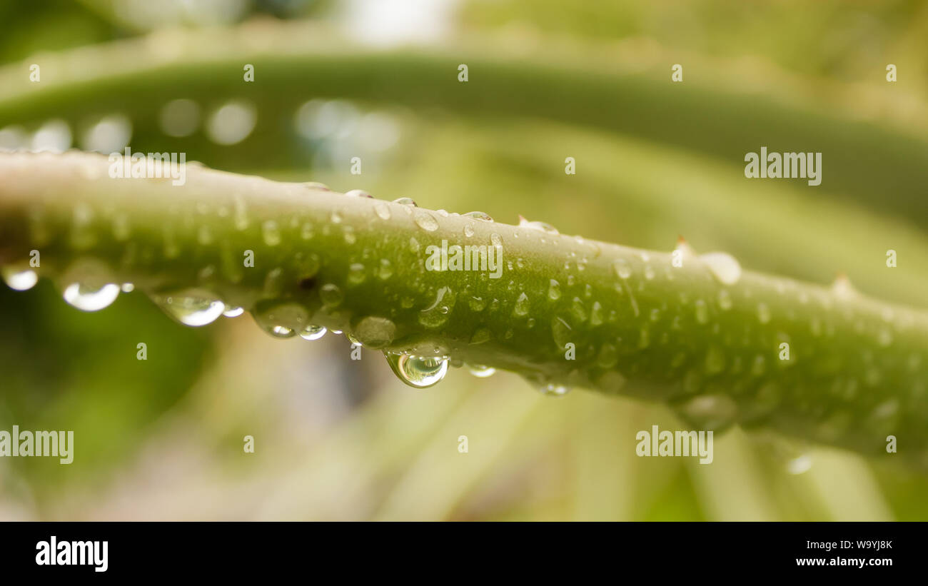 Spiky Agave variegated plant (Agave tequilana) with water on leaves ...