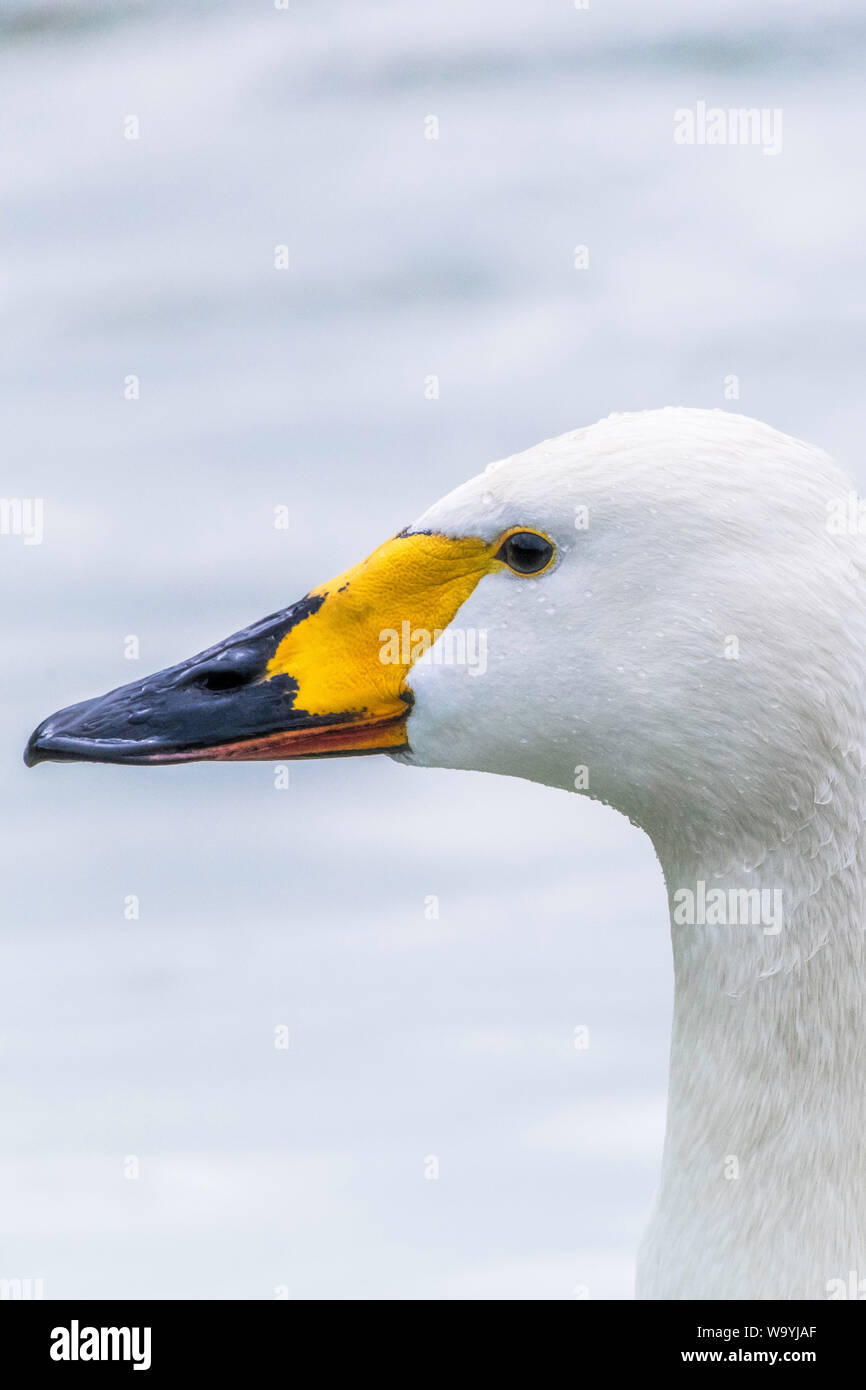Portrait of Whooper face Stock Photo - Alamy