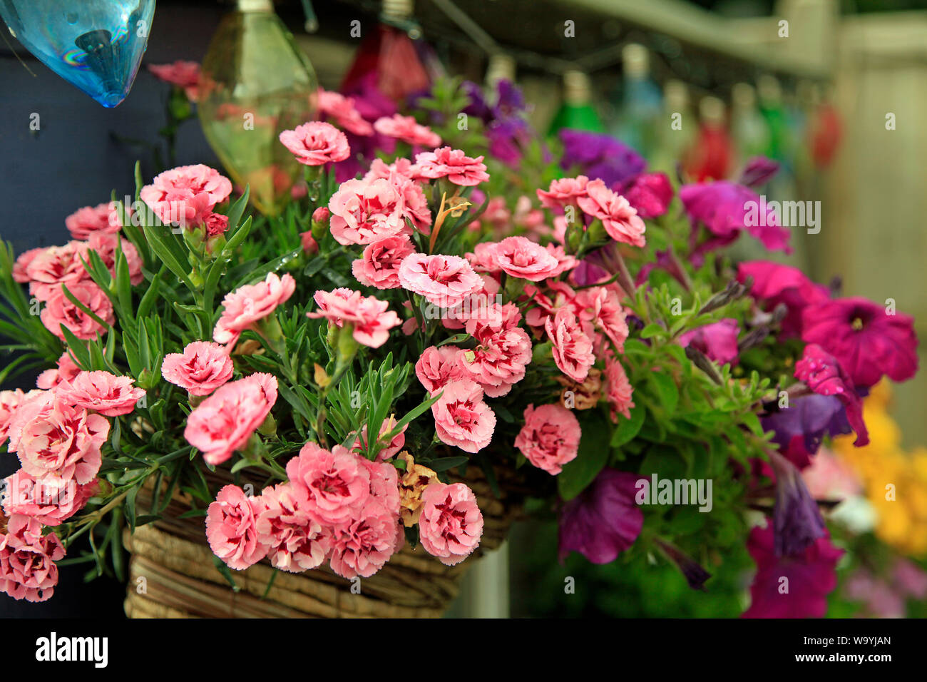 Pretty garden insects hi-res stock photography and images - Alamy
