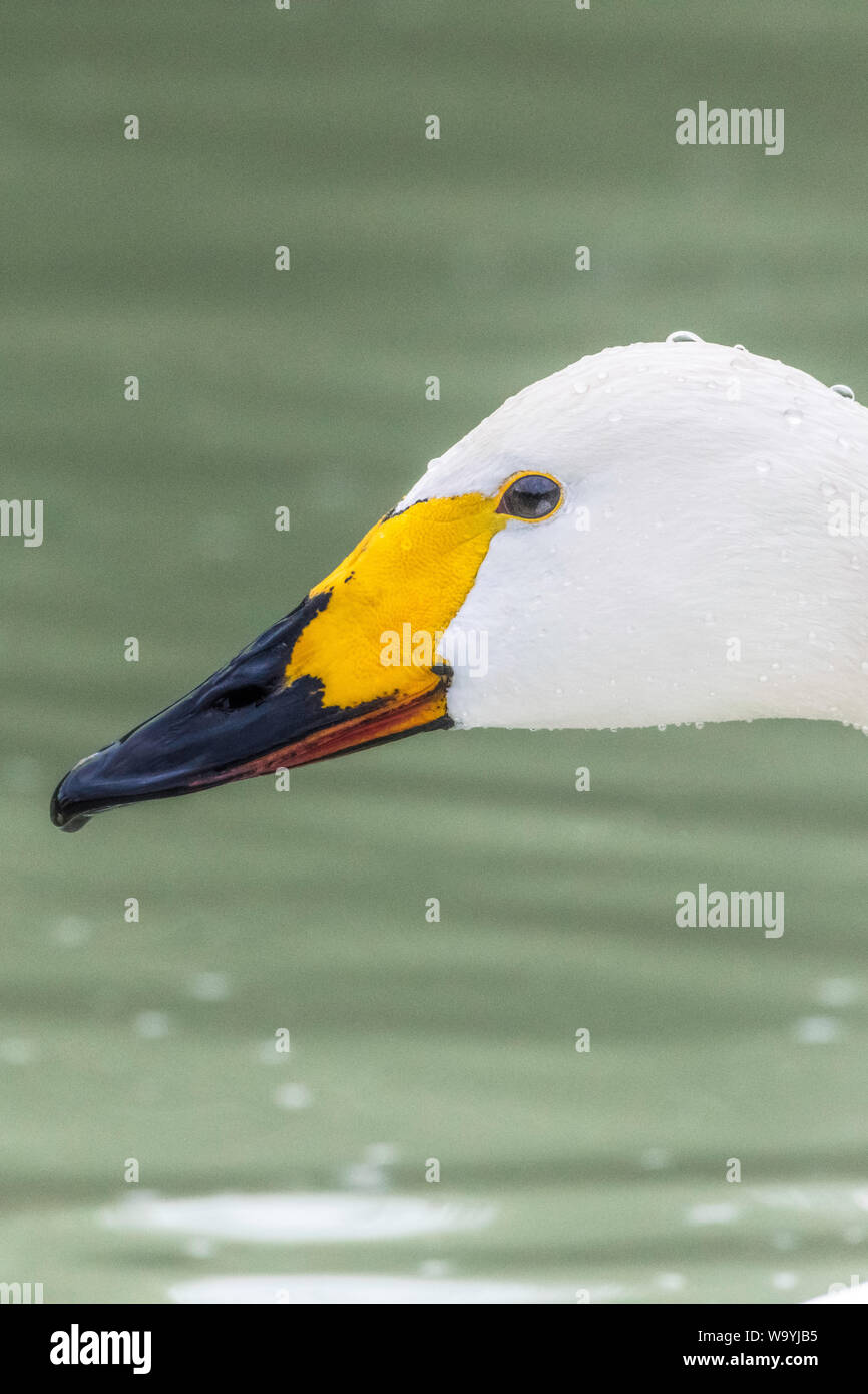 Portrait of Whooper face Stock Photo - Alamy