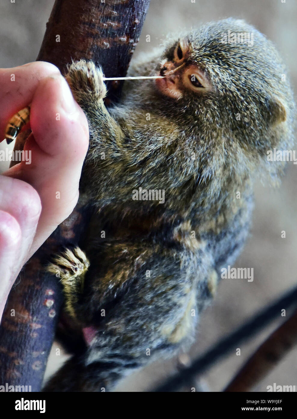 Wittenberg Lutherstadt, Germany. 14th Aug, 2019. The 12 year old silk ...