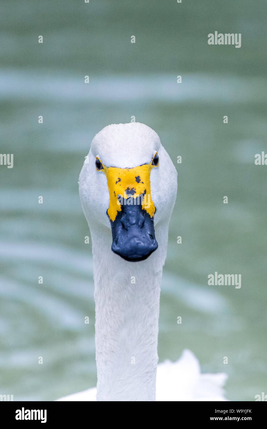 Portrait of Whooper face Stock Photo - Alamy
