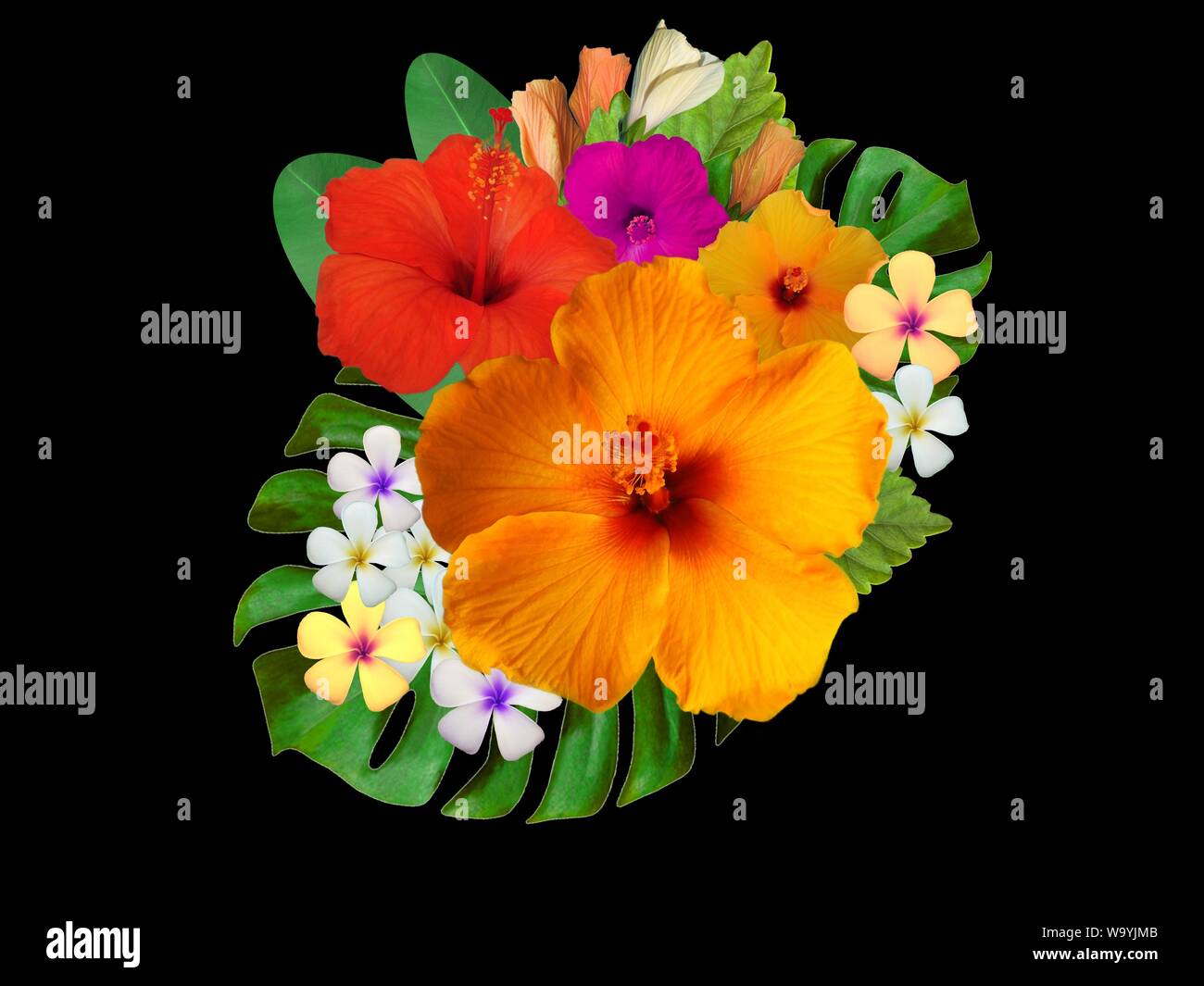 Hibiscus in different colors and different varieties Stock Photo - Alamy