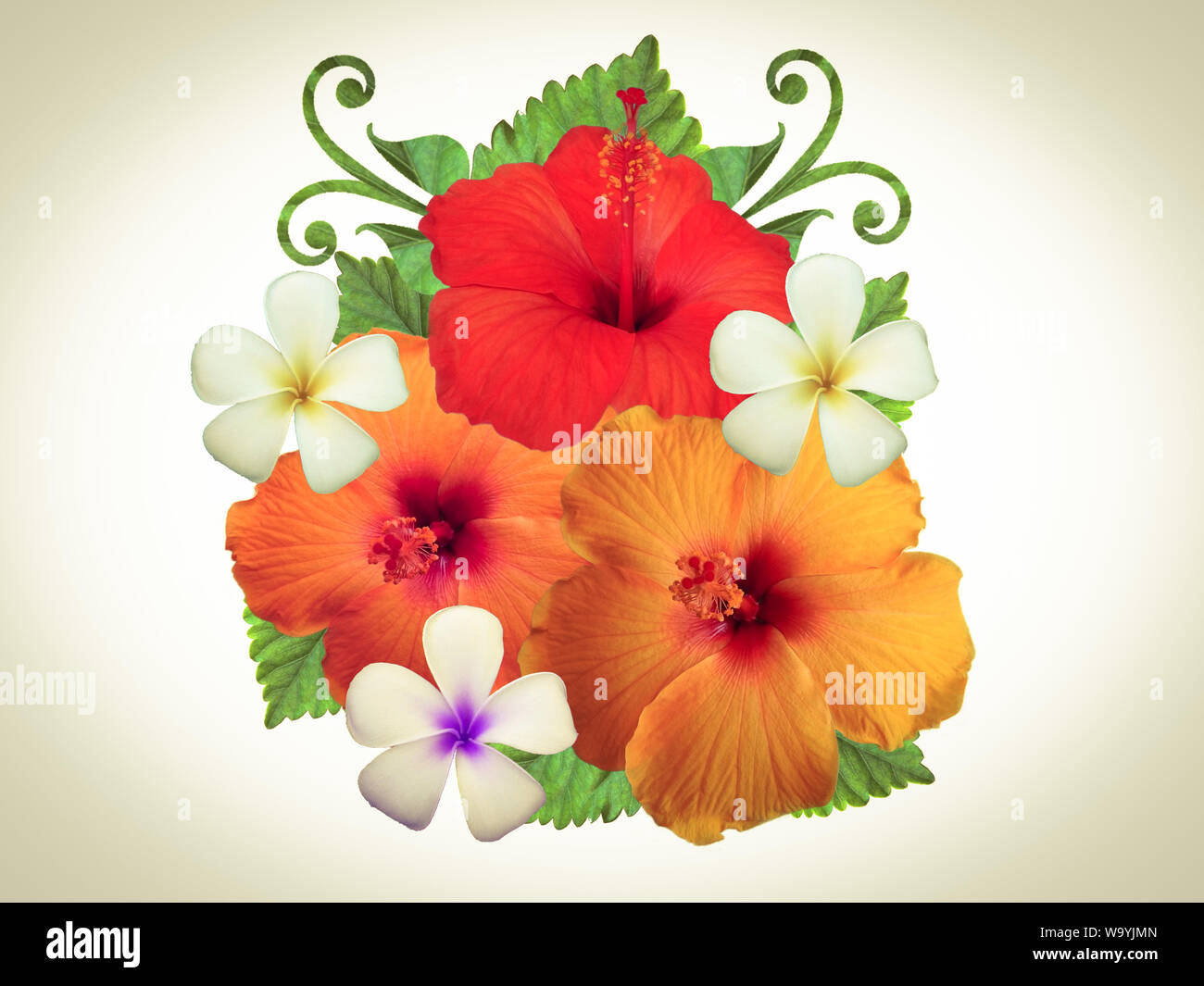 Hibiscus in different colors and different varieties Stock Photo - Alamy
