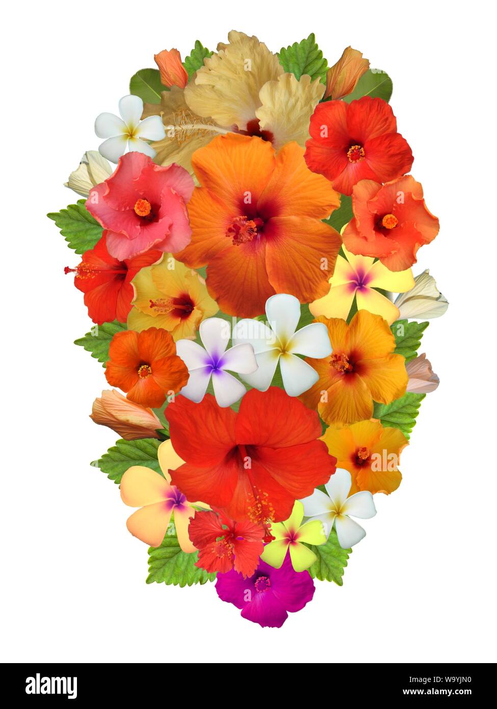Hibiscus in different colors and different varieties Stock Photo - Alamy