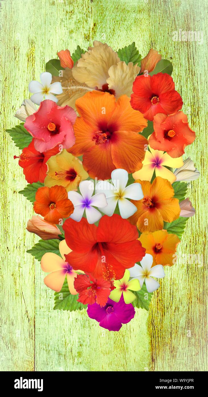 Hibiscus in different colors and different varieties Stock Photo - Alamy