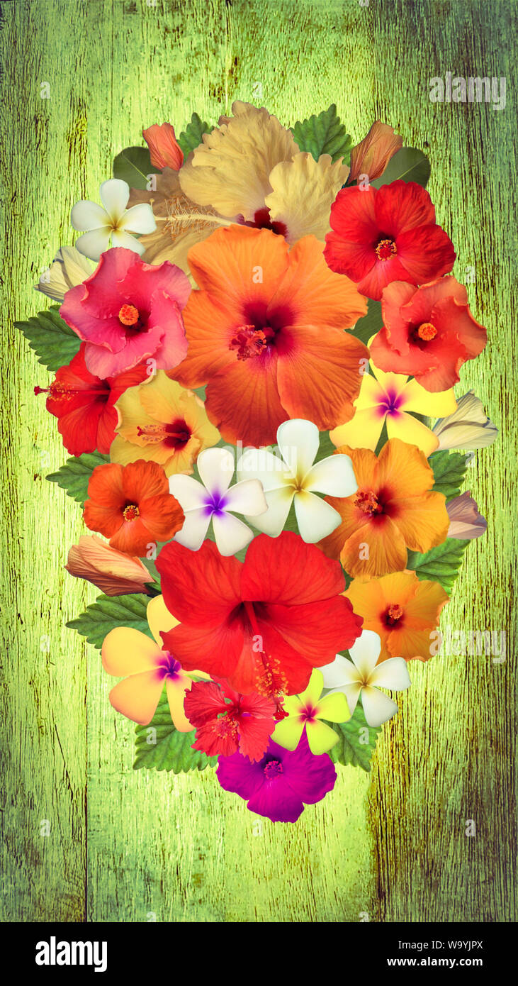 Hibiscus in different colors and different varieties Stock Photo - Alamy