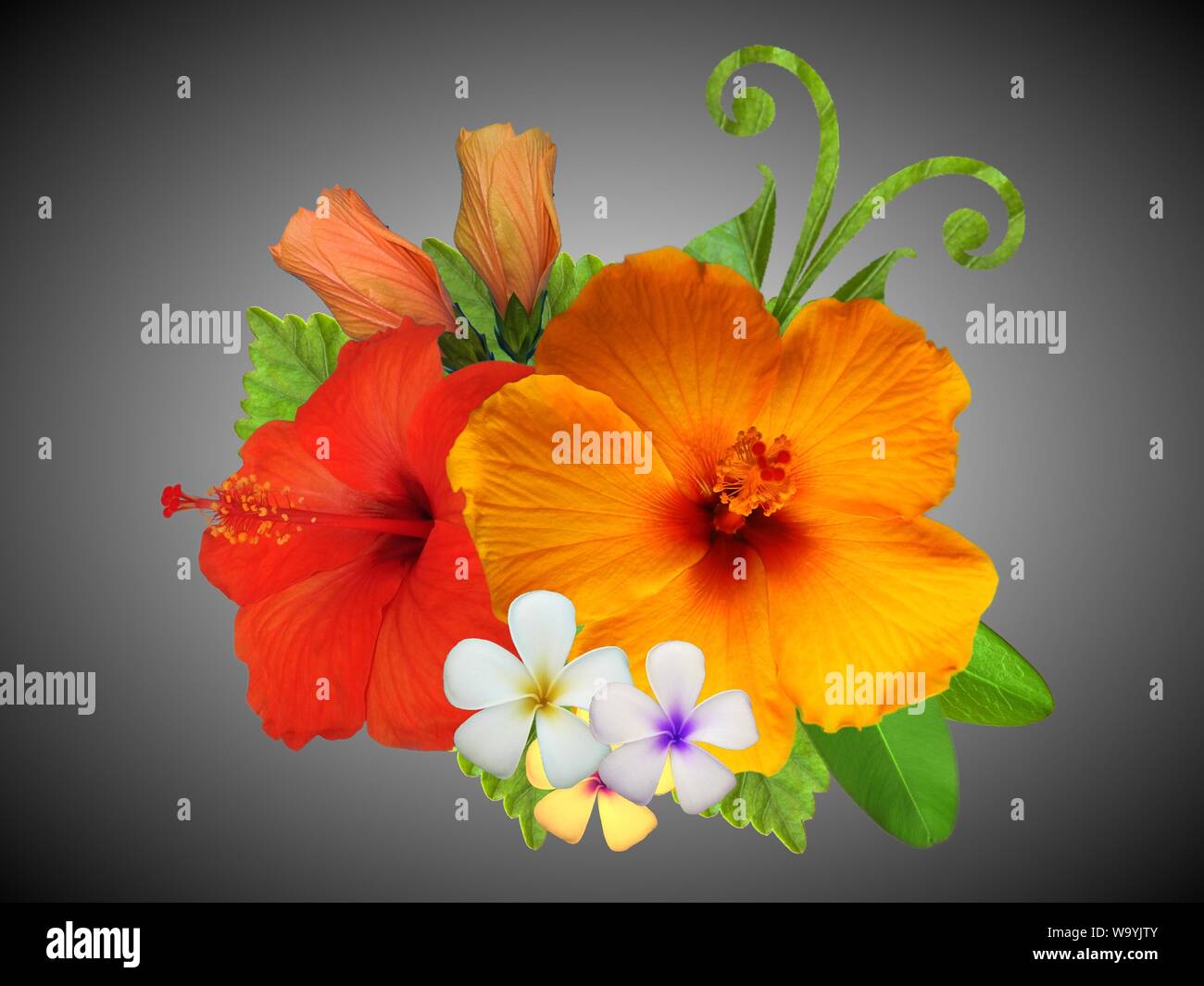 Hibiscus in different colors and different varieties Stock Photo - Alamy