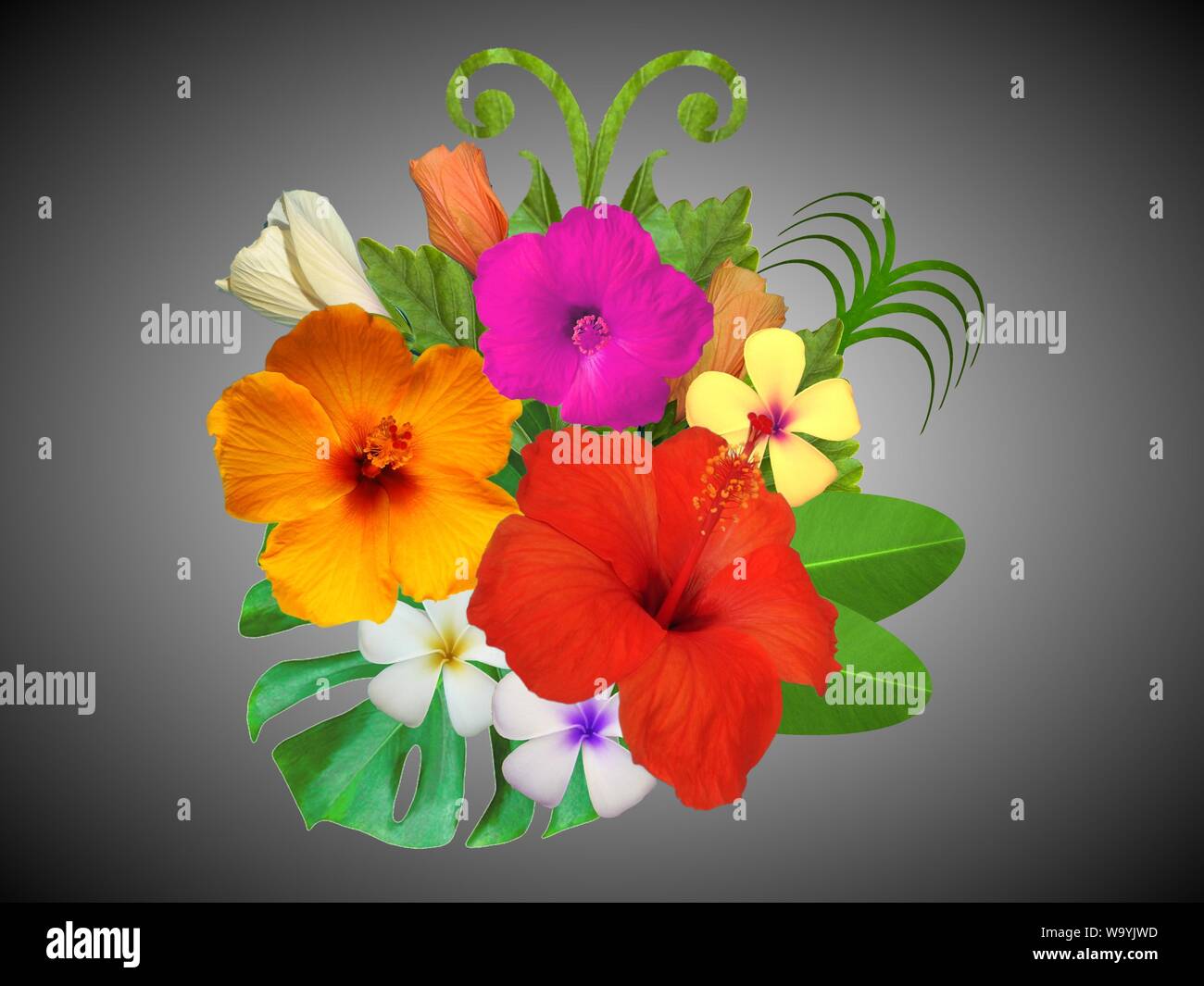 Hibiscus in different colors and different varieties Stock Photo - Alamy
