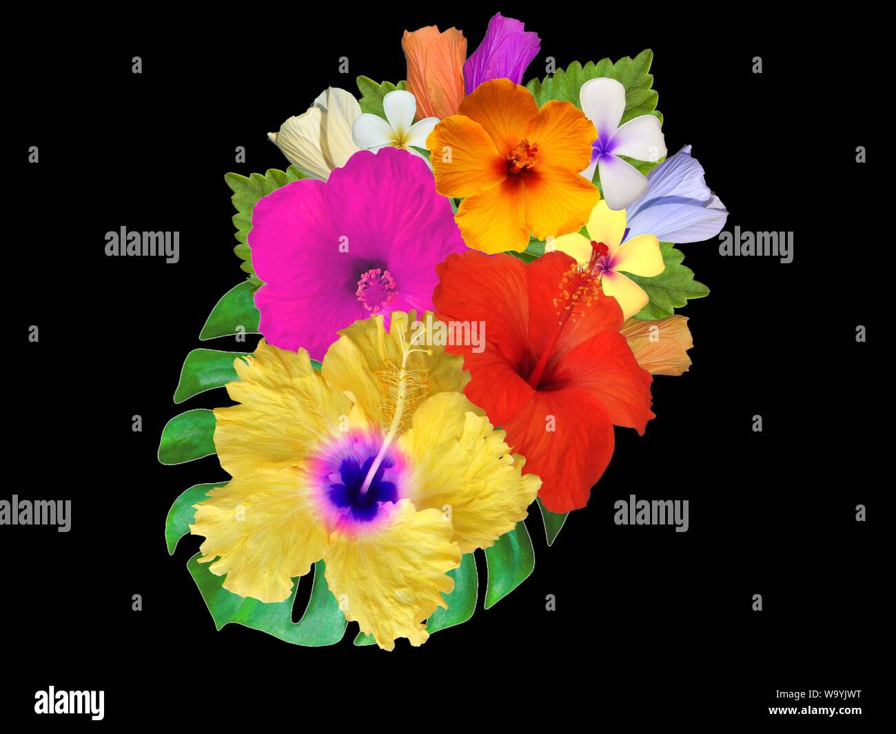 Hibiscus in different colors and different varieties Stock Photo - Alamy